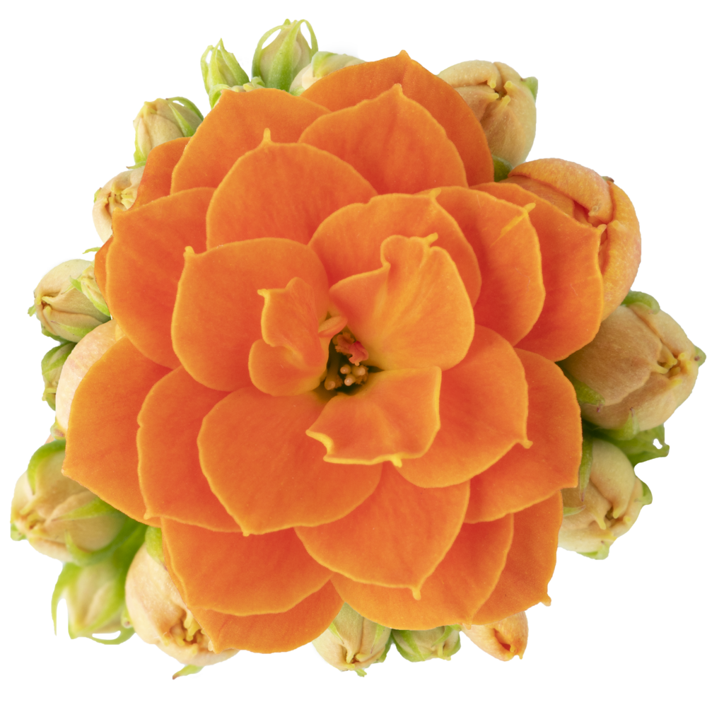 Kalanchoe - Double Flower - Agnes / Orange - 6cm - Bygrowers®