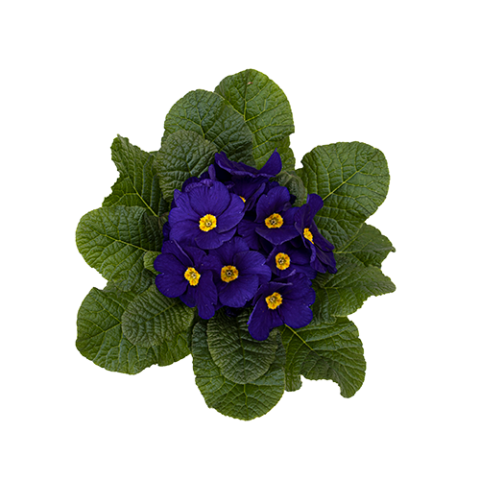 Primula - Paradiso Mid Blue - Bygrowers®