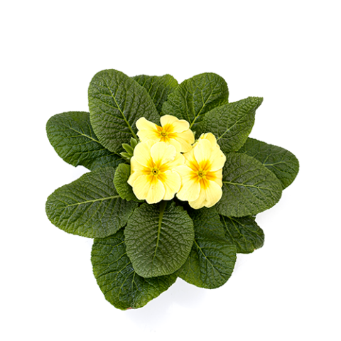 Primula - Paradiso Mid Cream Yellow - Bygrowers®