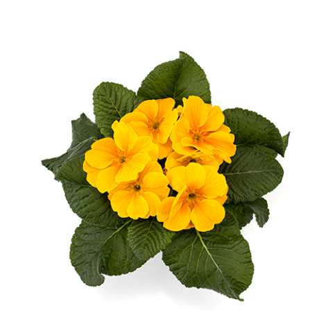 Primula - Paradiso Mid Orange - Bygrowers®