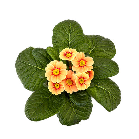 Primula - Paradiso Mid Salmon - Bygrowers®