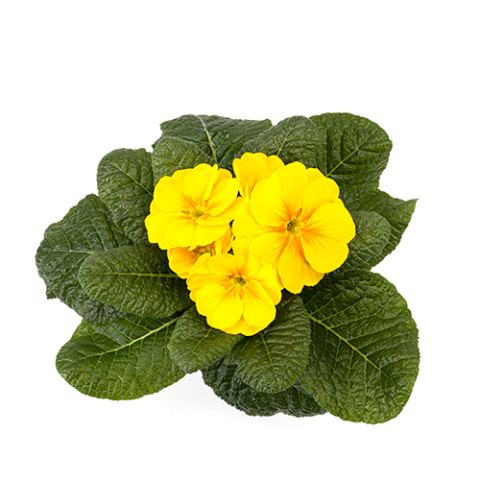 Primula - Paradiso Mid Yellow - Bygrowers®