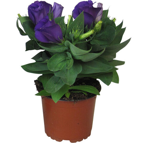 Eustoma - Blue - Bygrowers®